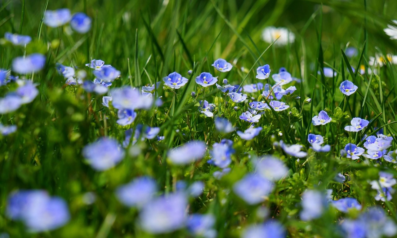 El poder y la magia de las hierbas - EVOLUCION.CENTER